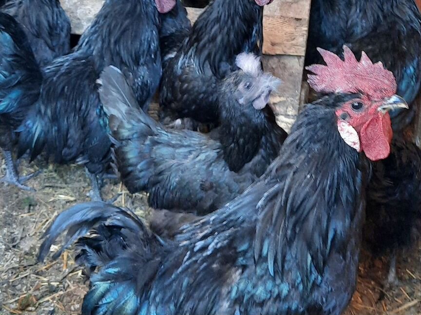 Куры и петухи породы Ухейилюй