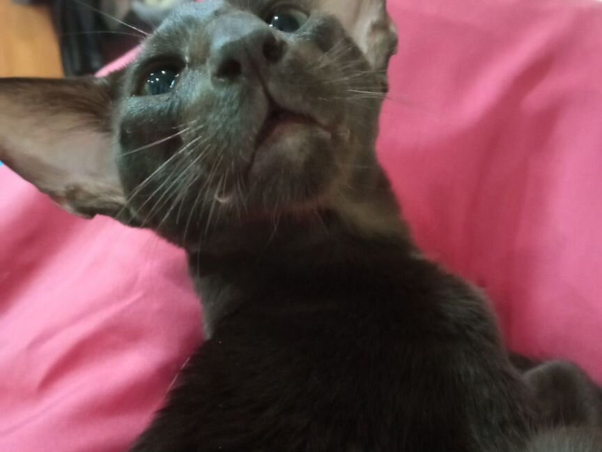 Мальчик Гавана