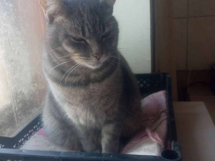 Кошка в добрые руки