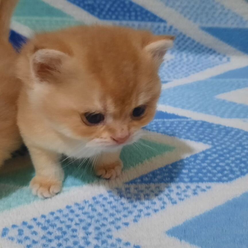 Британский короткошёрстный котёнок