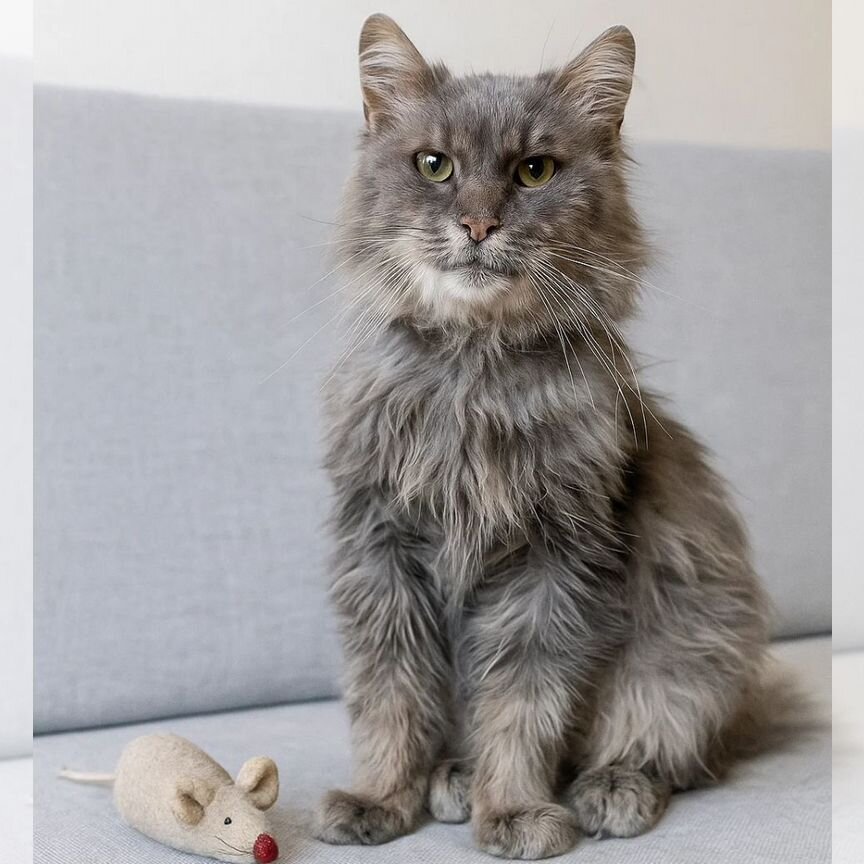 Взрослый кот в добрые руки