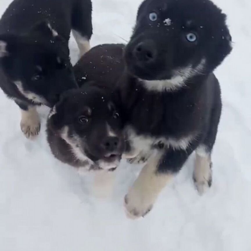 Щенки хаски