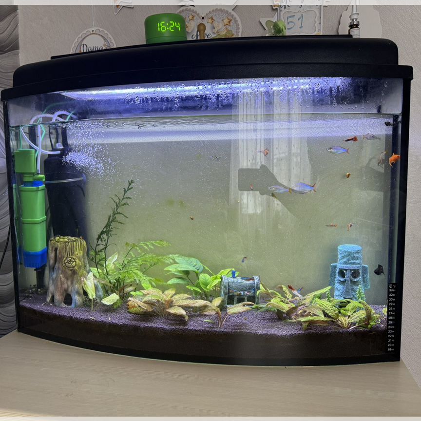 Аквариумные растения