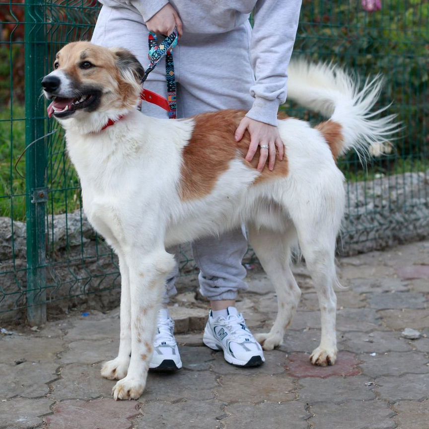 Собака в добрые руки