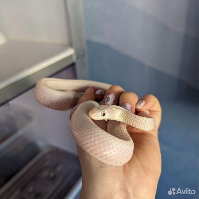 Белый техасский полоз