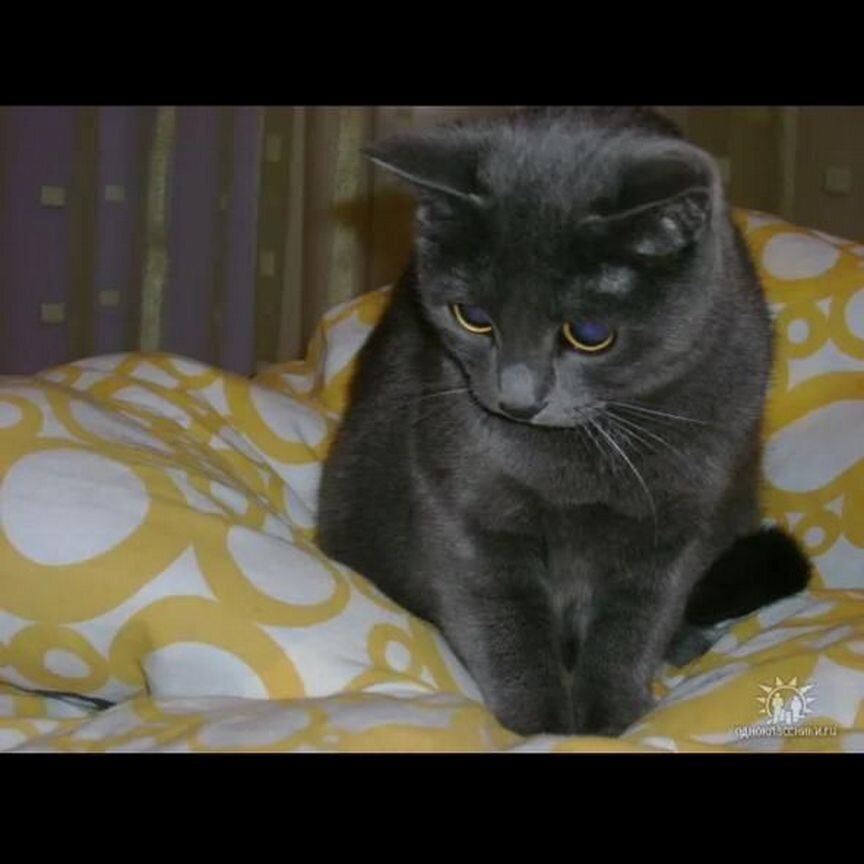 Кошечка с британскими корнями