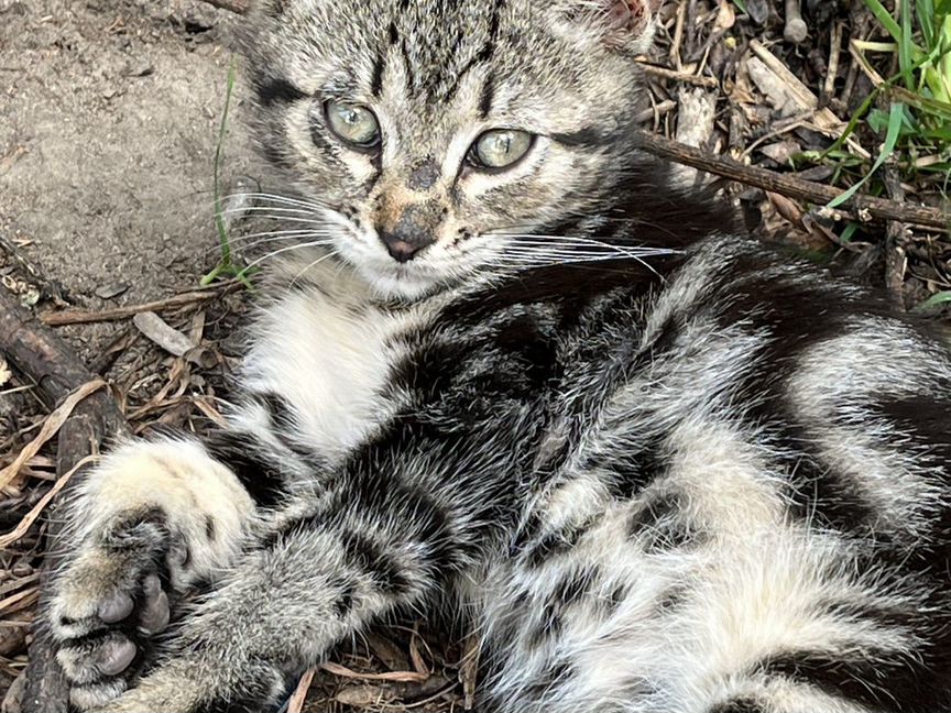 Кошка с котенком