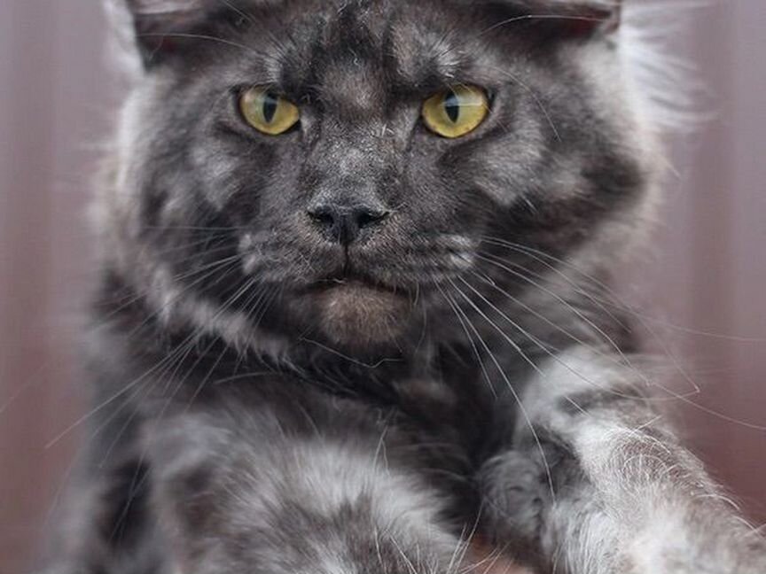 Мейн-кун кошка