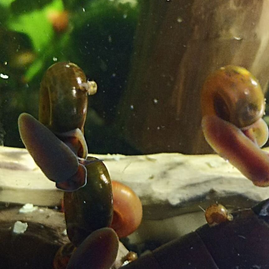 Улитки катушки