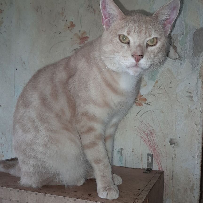 Кот Лукас ищет дом
