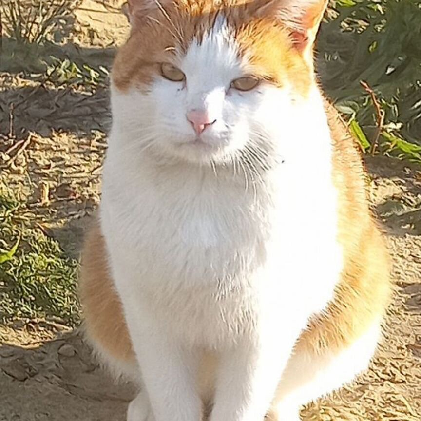 Очень милый котик