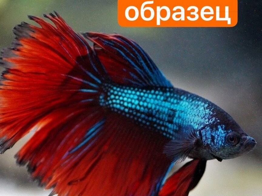 Рыба Петушок