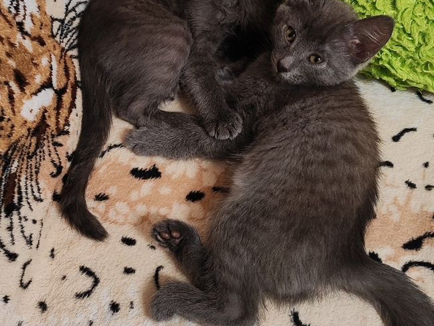 Котята метисы