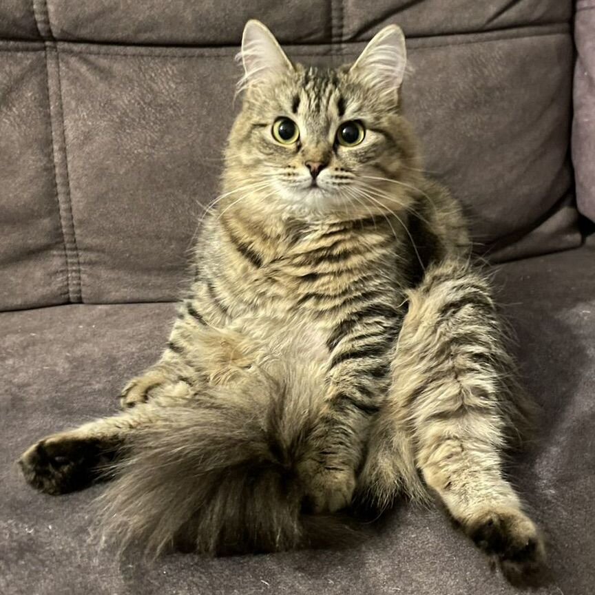 Взрослая, кошка в добрые руки