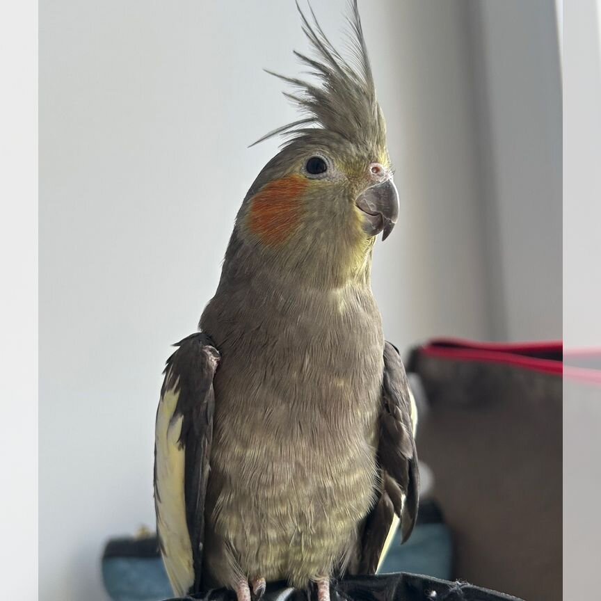 Попугай корелла мальчик