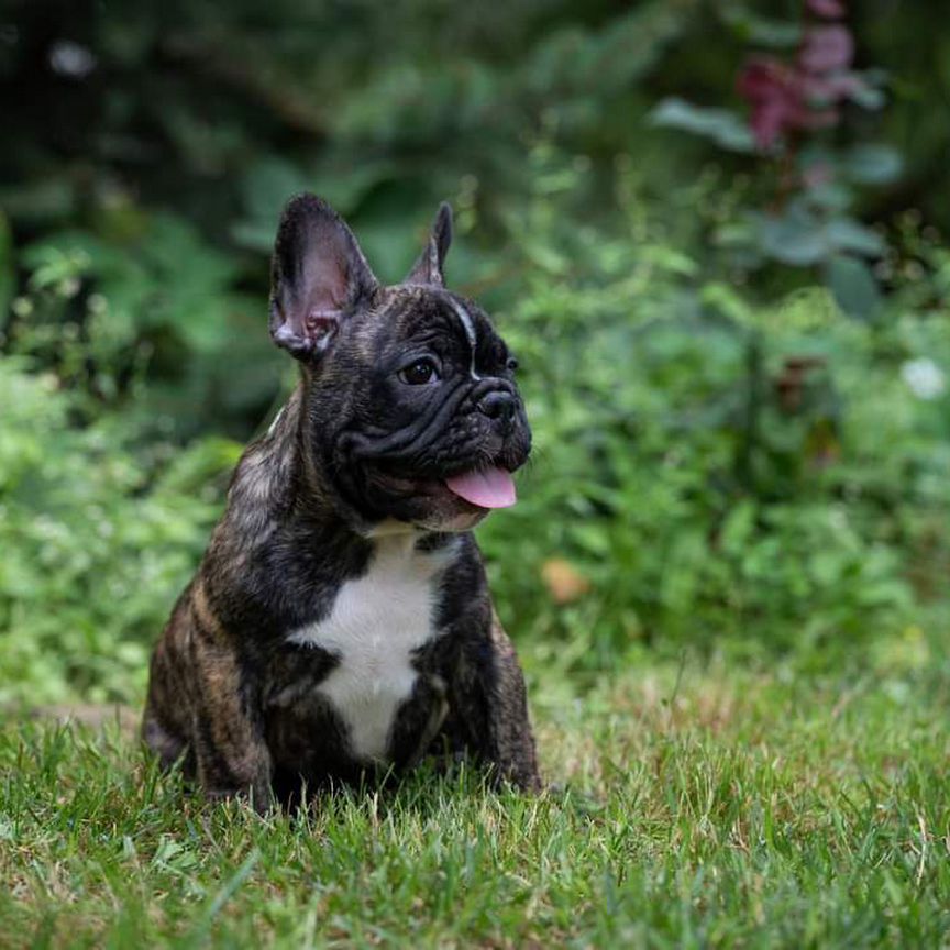 Мальчик Французский бульдог редкий окрас