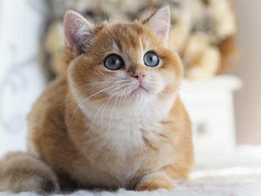 Британский котенок