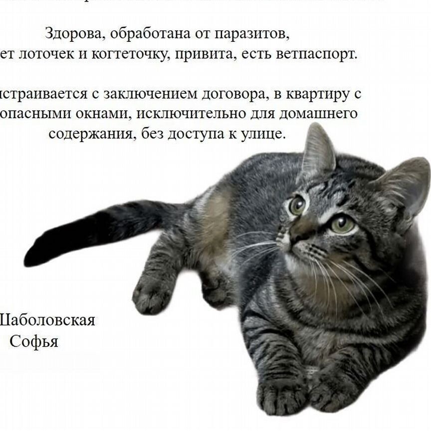 Котёнок девочка Шурима в поиске дома и семьи