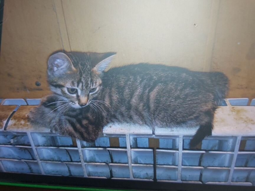 Отдам в добрые руки котят