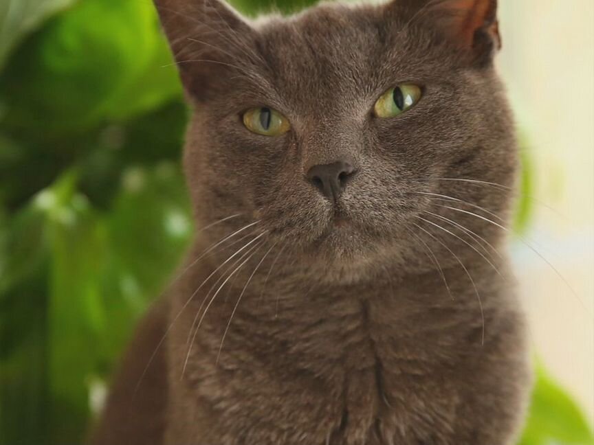 Русская голубая красавица ищет дом