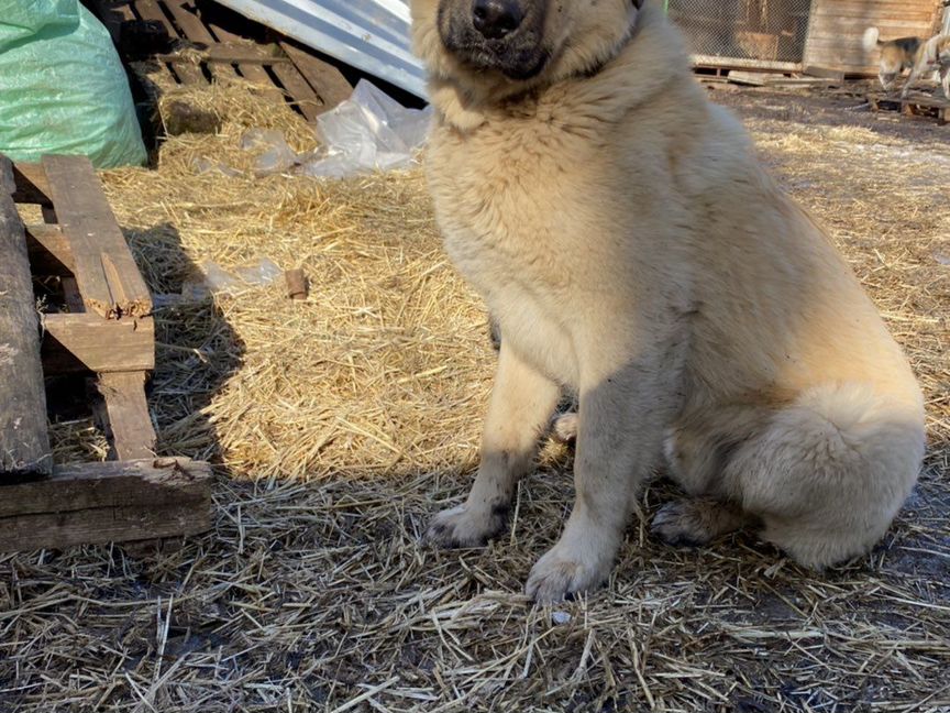 Собака Чарли