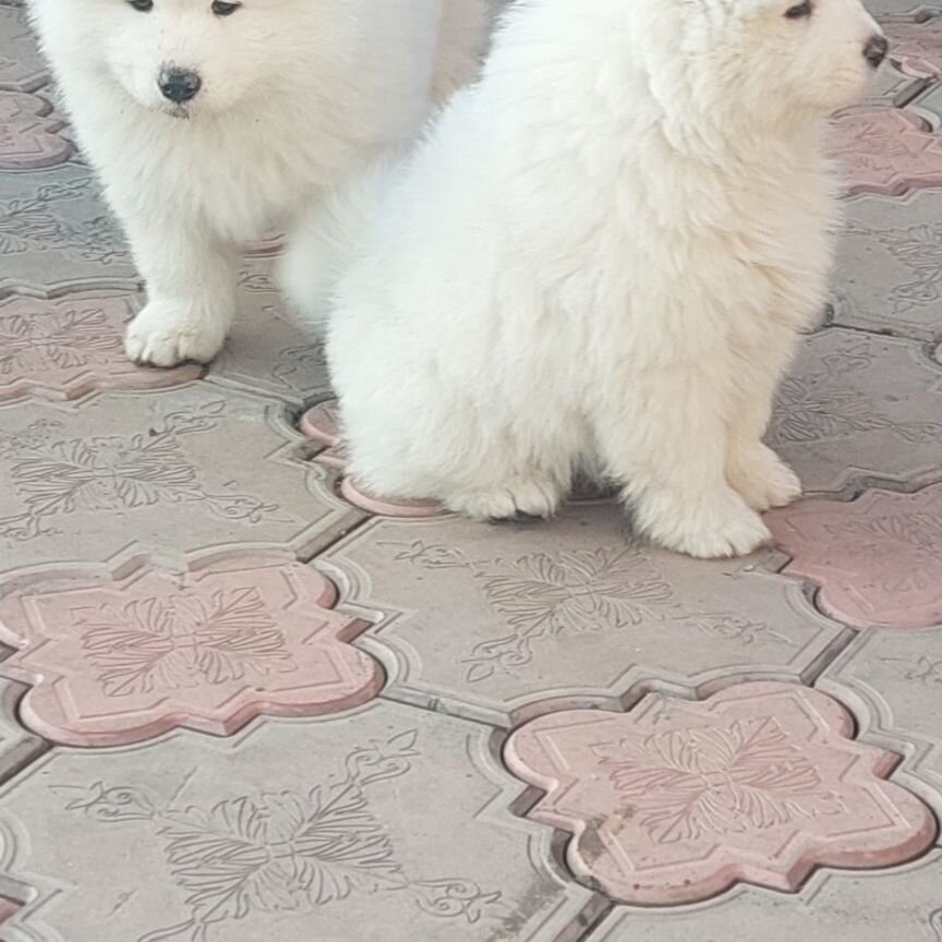 Продам щенков Самоедской лайки