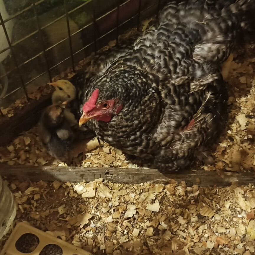 Клушка с цыплятами