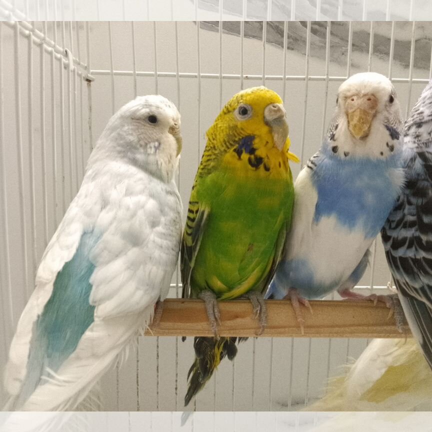 Взрослые самки (девочки) волнистого попугая