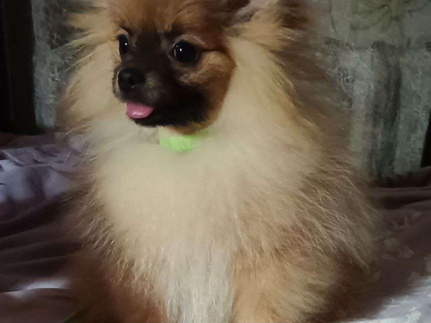 Померанский мини шпиц