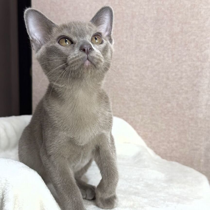 Котята европейской бурмы