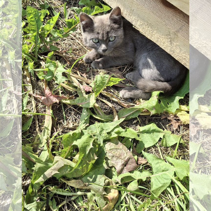 Отдам бесплатно котят