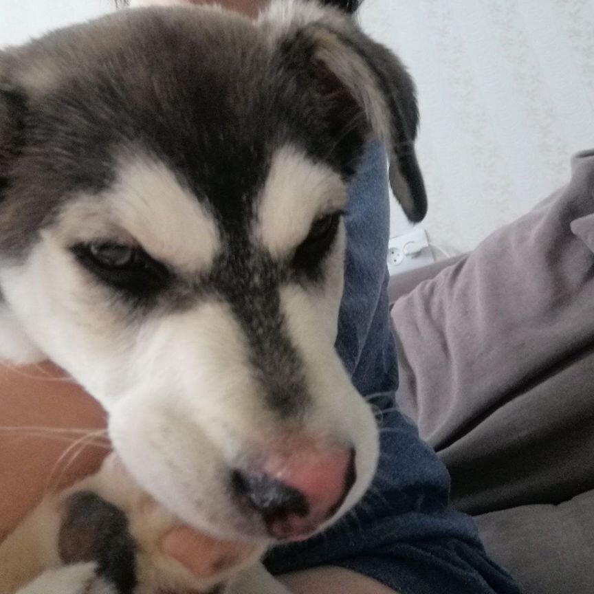 Щенок в добрые руки