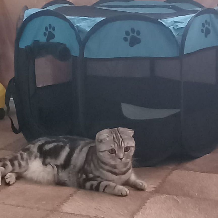 Котятки вислоухие