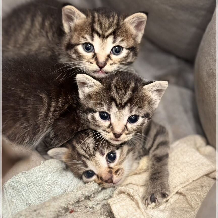 Отдам котят в добрые руки
