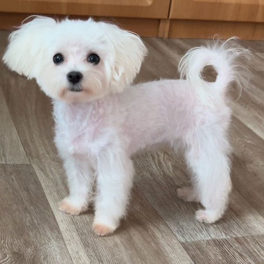 Супер мини мальтезе