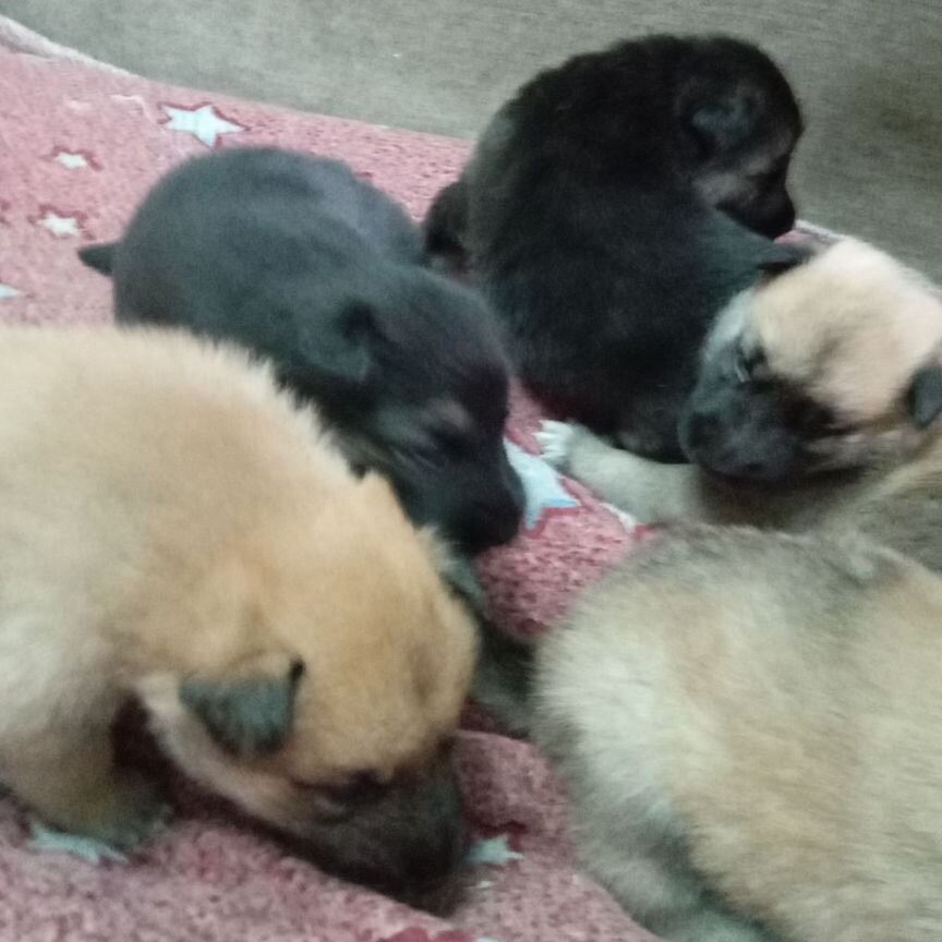 Немецкая овчарка, щенок