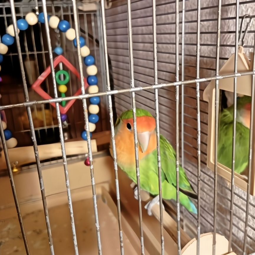 Попугай неразлучник, девочка. Два года. Цена 2т