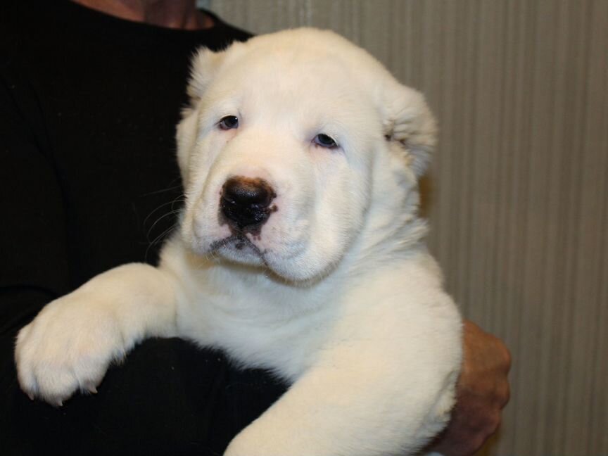 Алабай щенки