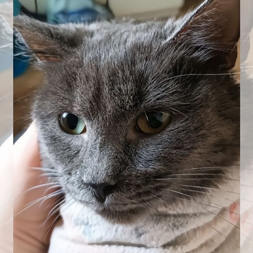 Взрослая кошка от частного владельца