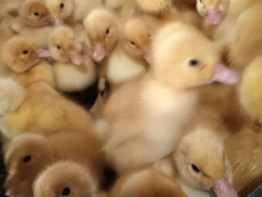 Утки " суточные" чили вили