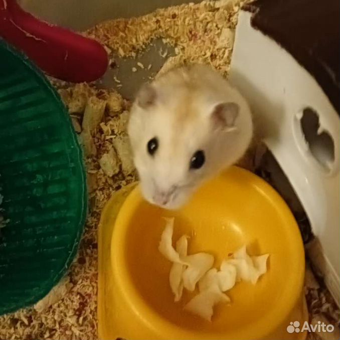 Хомячок джунгарик