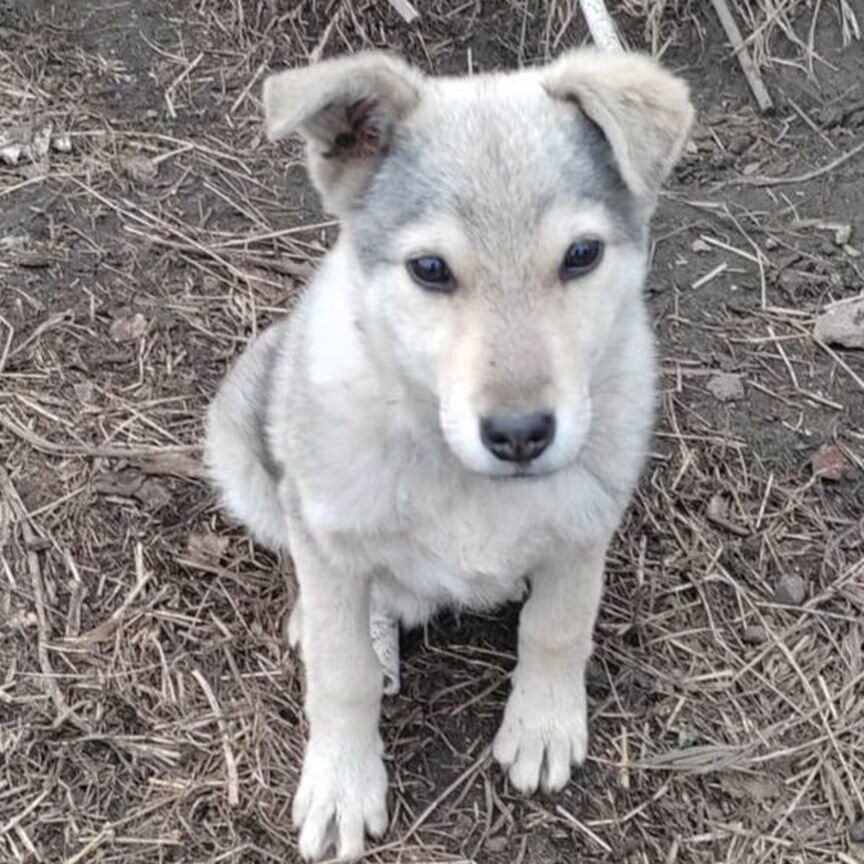 Щенок в добрые руки