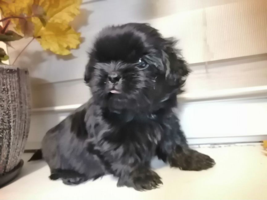 Щенки ши-тцу