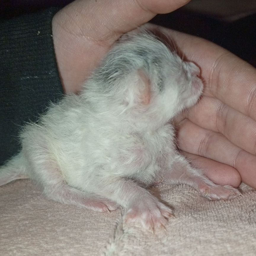 Котёнок в добрые руки