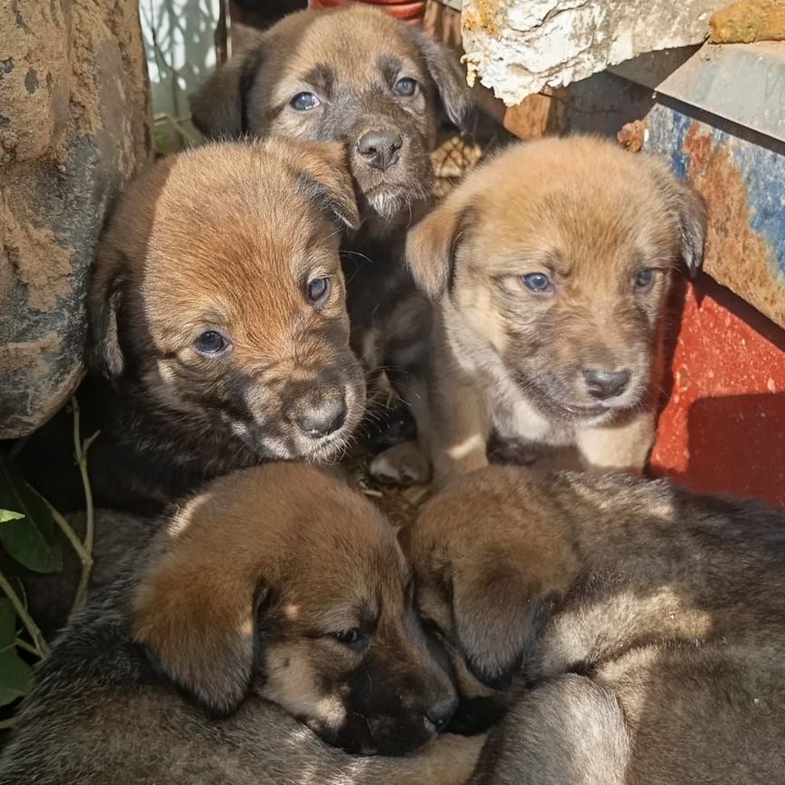 Щенок в добрые руки