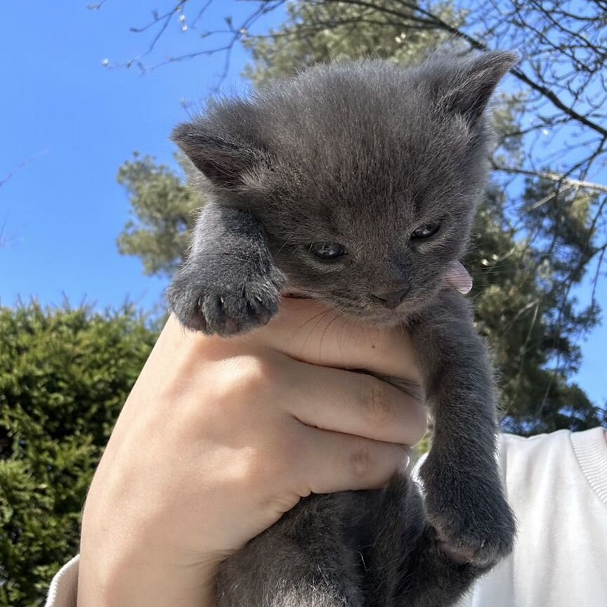 Котёнок в добрые руки