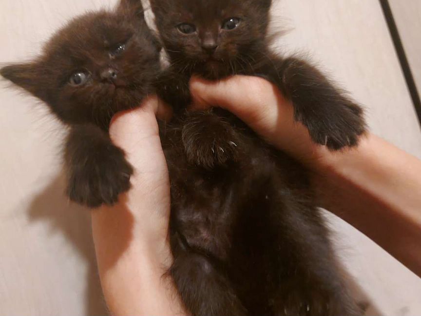 Лечебные котята в добрые руки