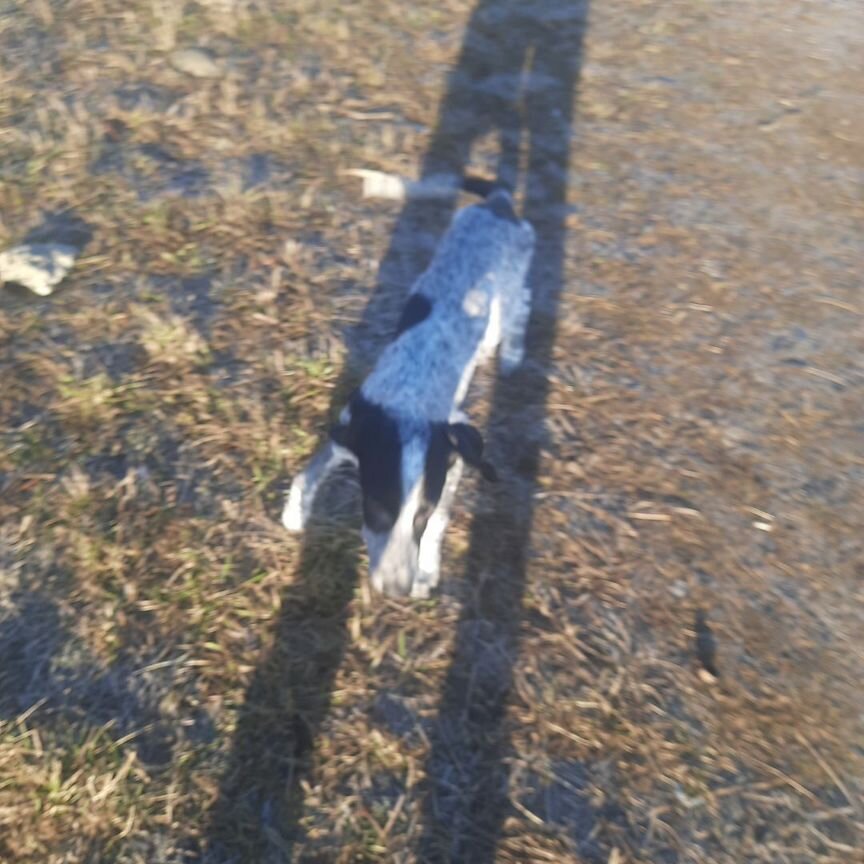 Куцхар бесплатно