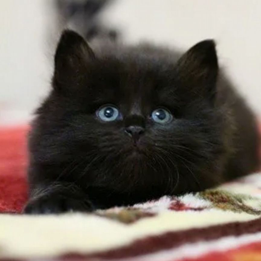 Сибирские котята