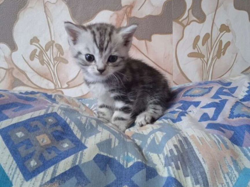 Шотландские котята